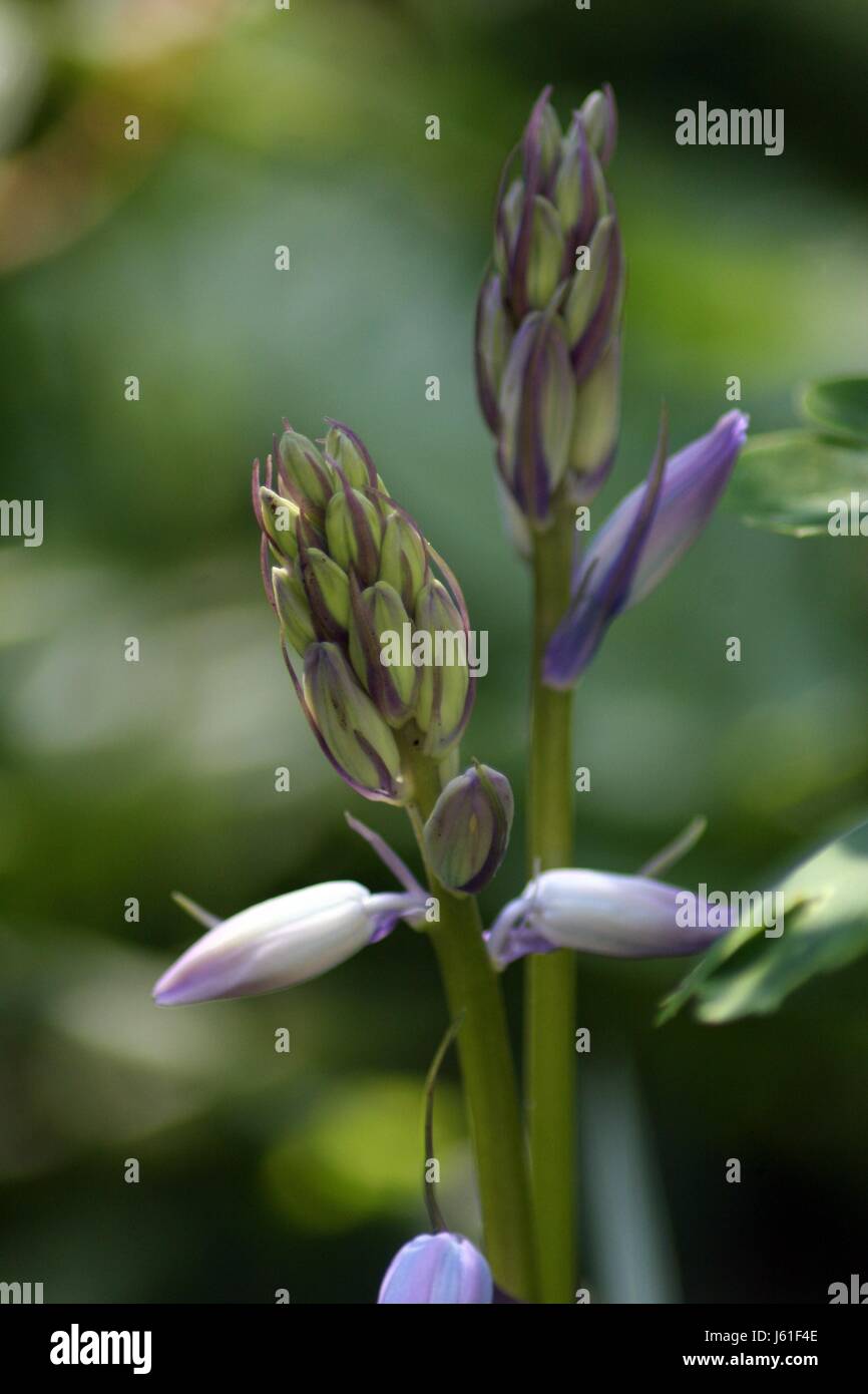 bud of the rabbit bell Stock Photo - Alamy