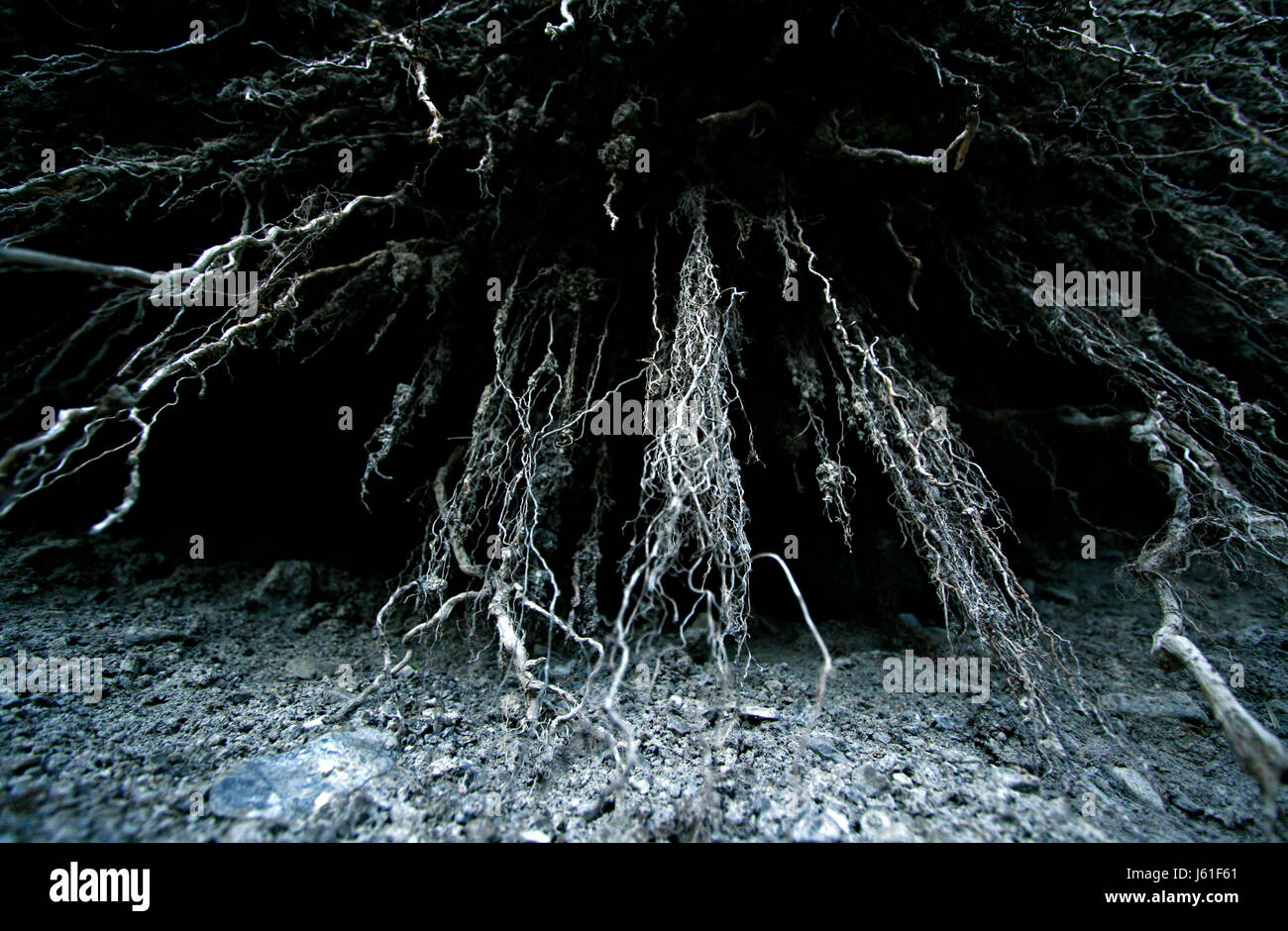 Buried roots hi-res stock photography and images - Alamy