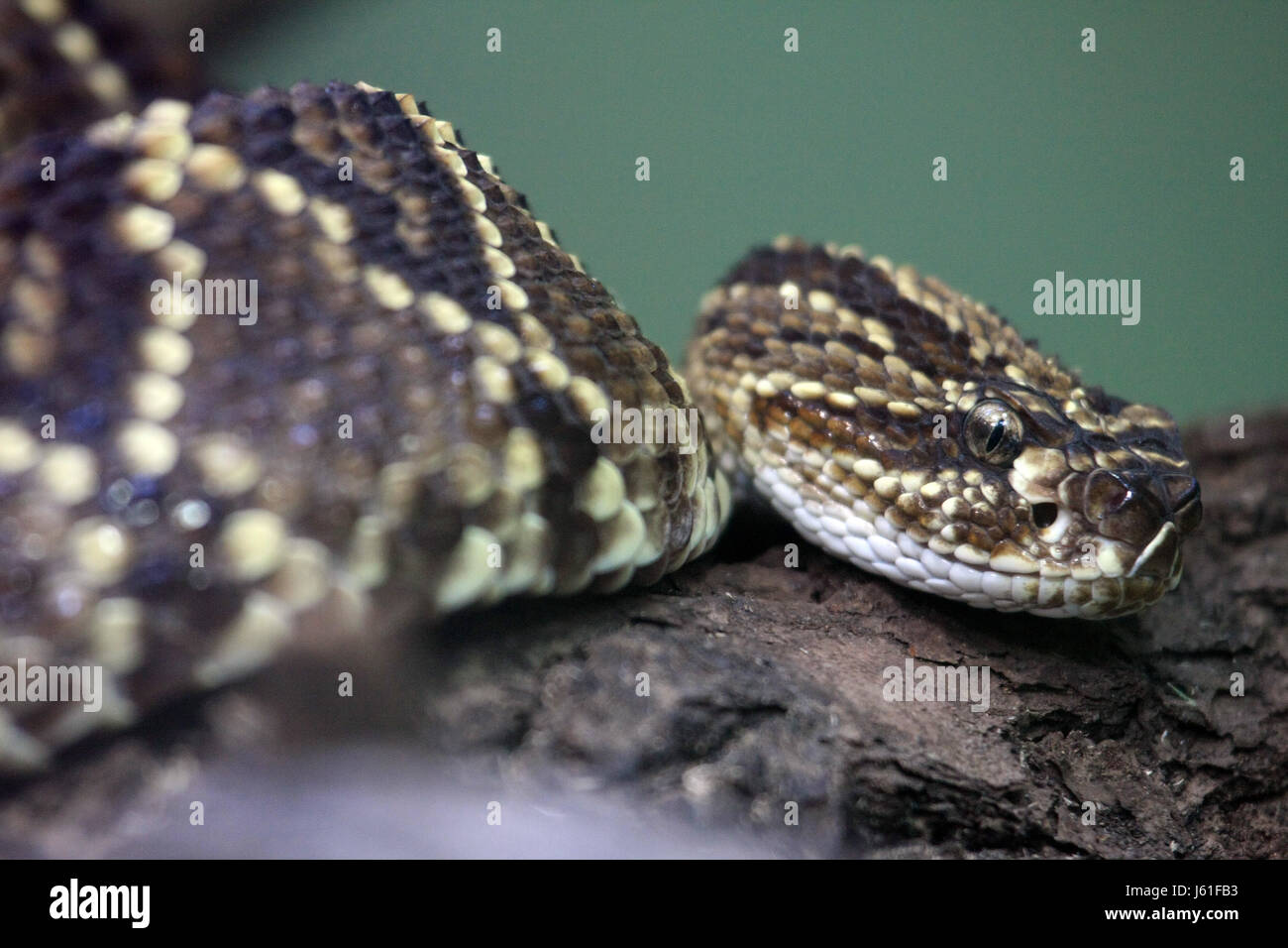 Durissus hi-res stock photography and images - Alamy