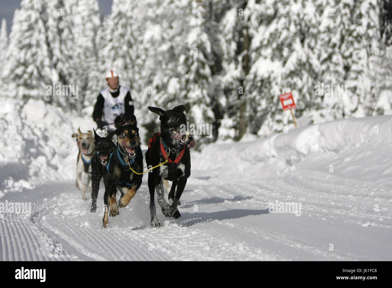 sled dog team Stock Photo - Alamy