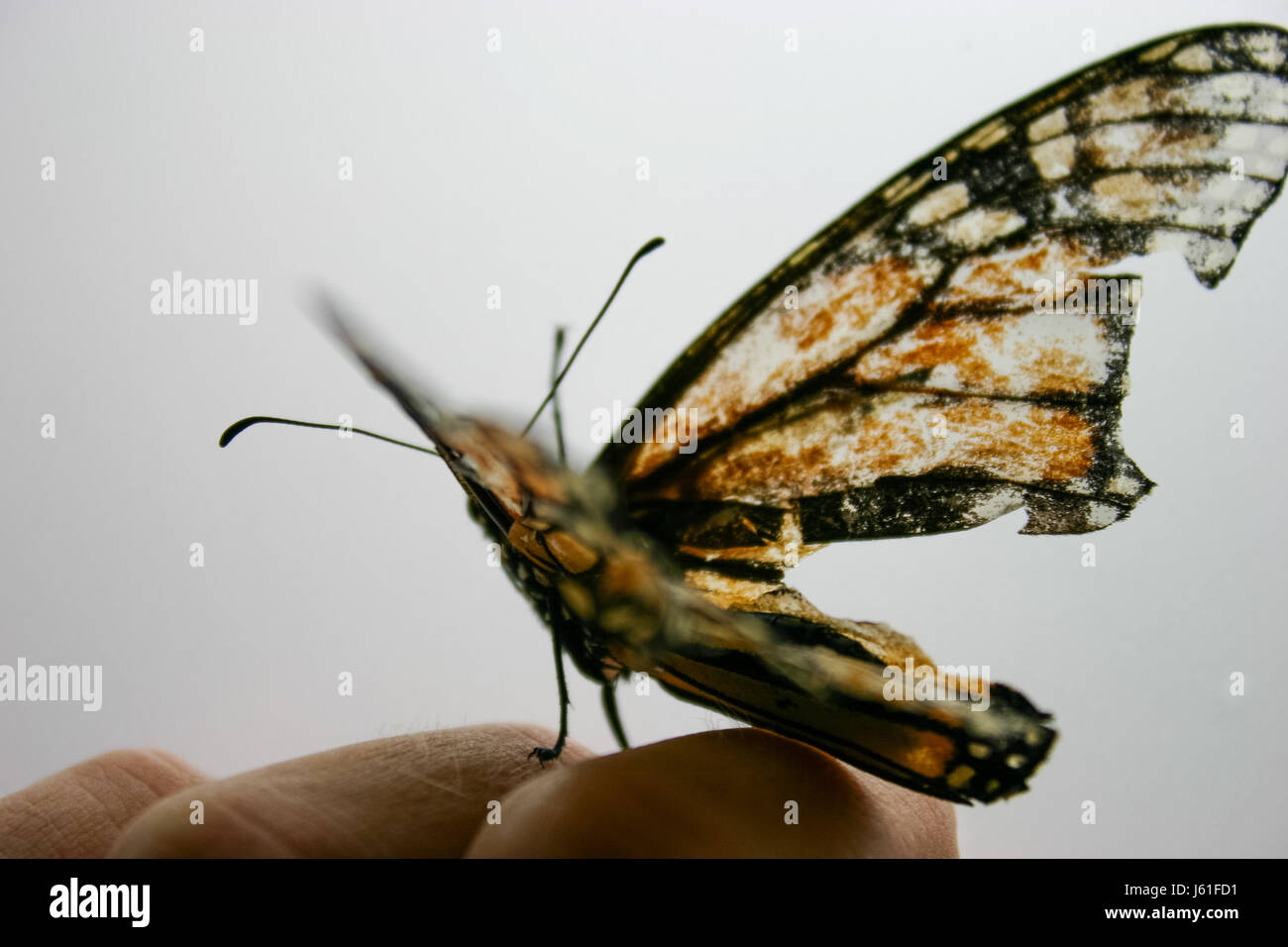 Tattered Fairy Wings