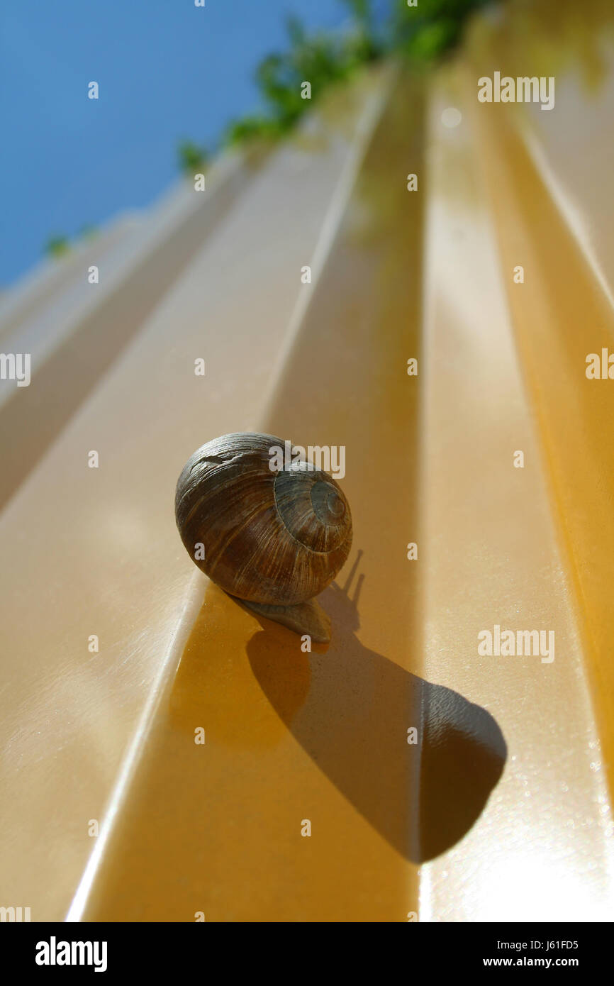 sheet metal snail rise climb climbing ascend uphill tread clamber far ...