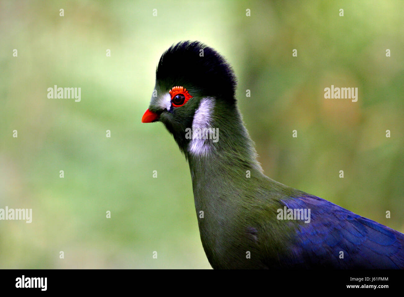 Hartlaub turaco hi-res stock photography and images - Alamy