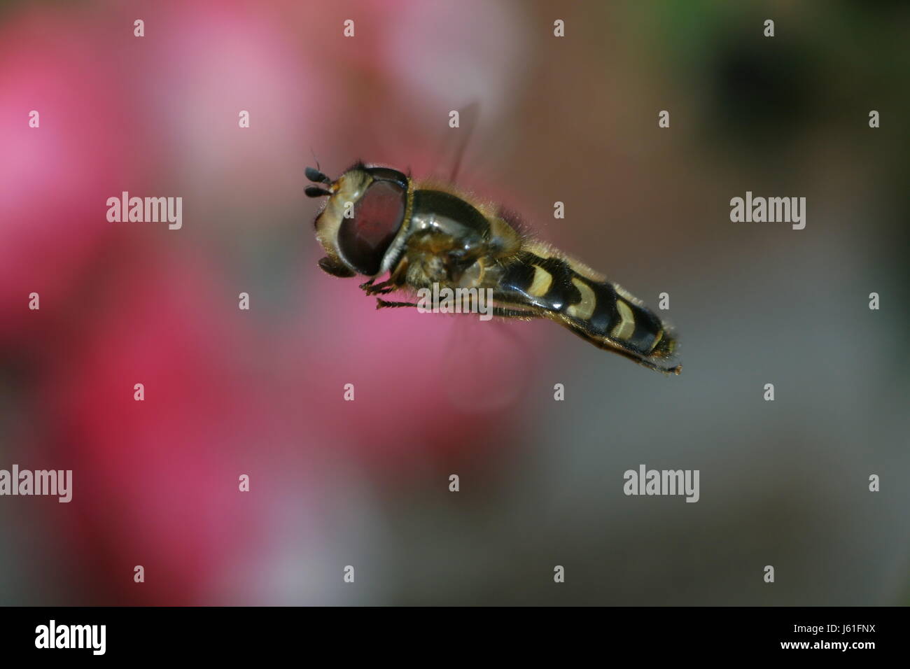 flight float levitation fly flies flys flying legs macro close-up macro ...