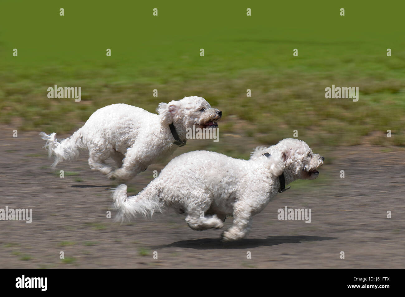 Racing dogs hi-res stock photography and images - Alamy