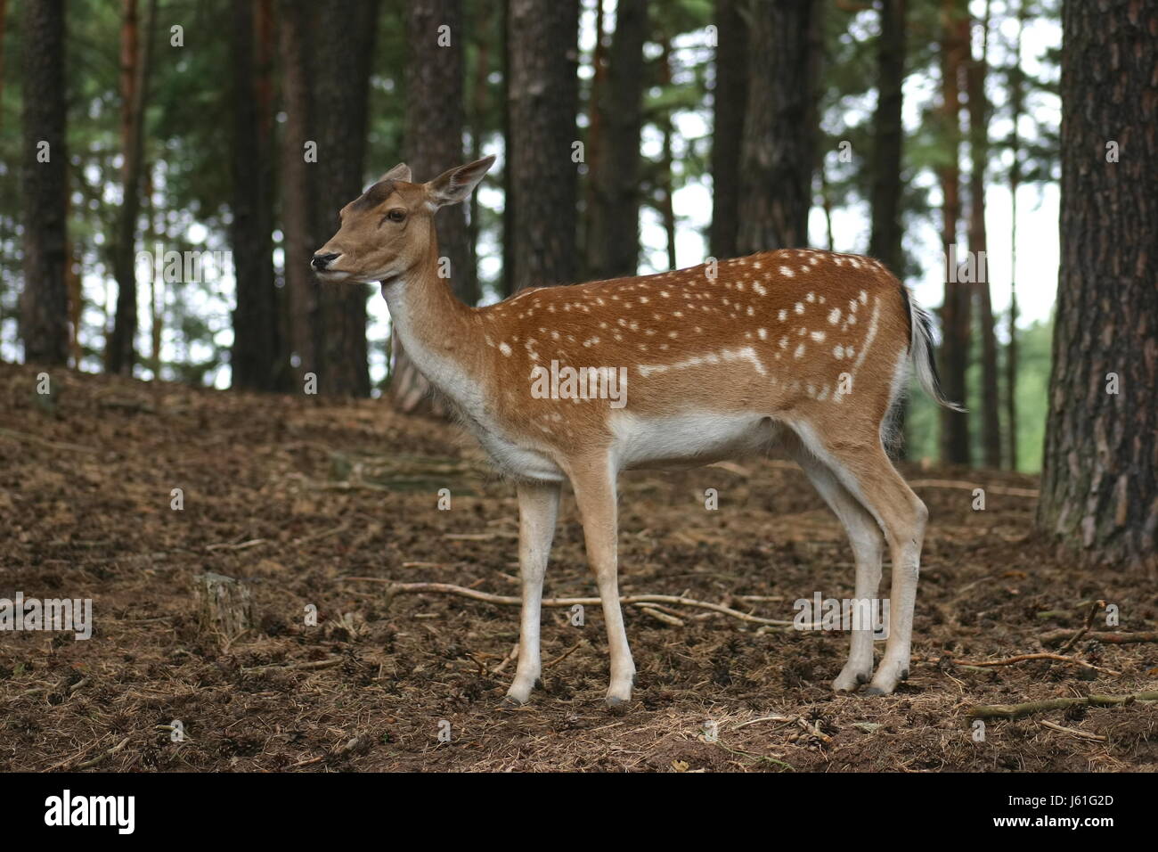 animal mammal wild ruminant fallow deer roe forest nature tree trees ...