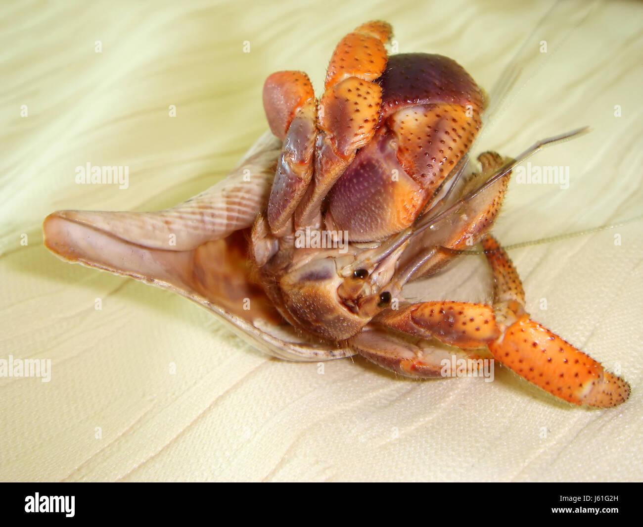 Crab forceps hi-res stock photography and images - Alamy