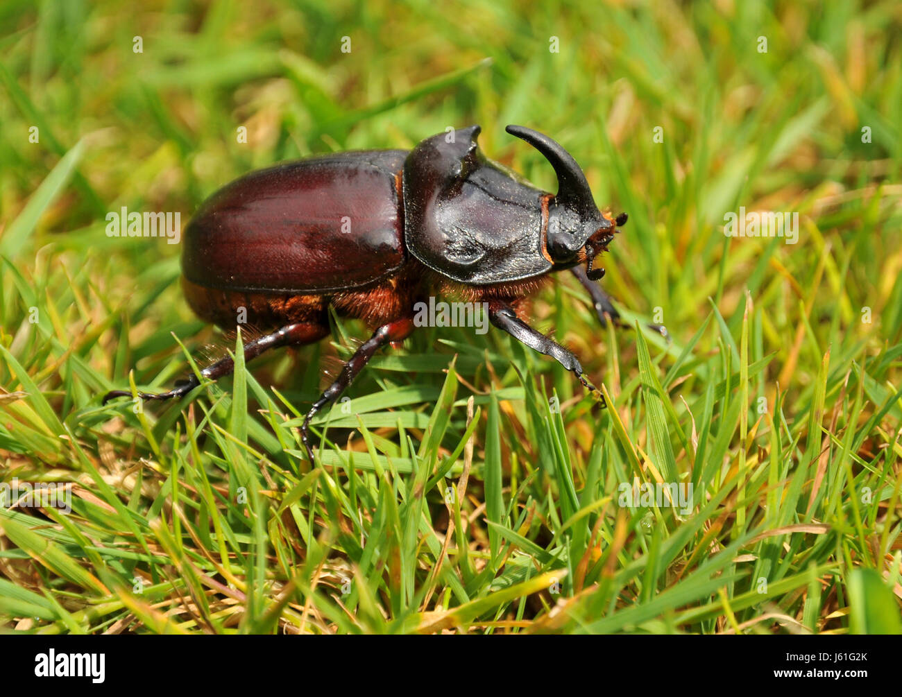 insect horn beetle antenna cock chafer grub legs insect scrabble ...
