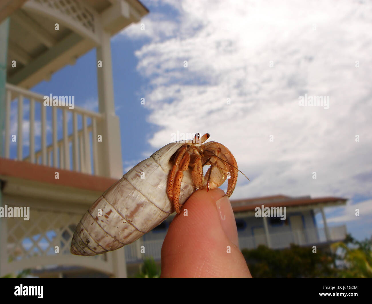 Crab forceps hi-res stock photography and images - Alamy