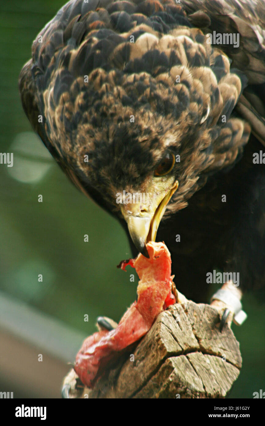 fodder bird birds feathers to gorge engulf devour eagle meat fodder ...