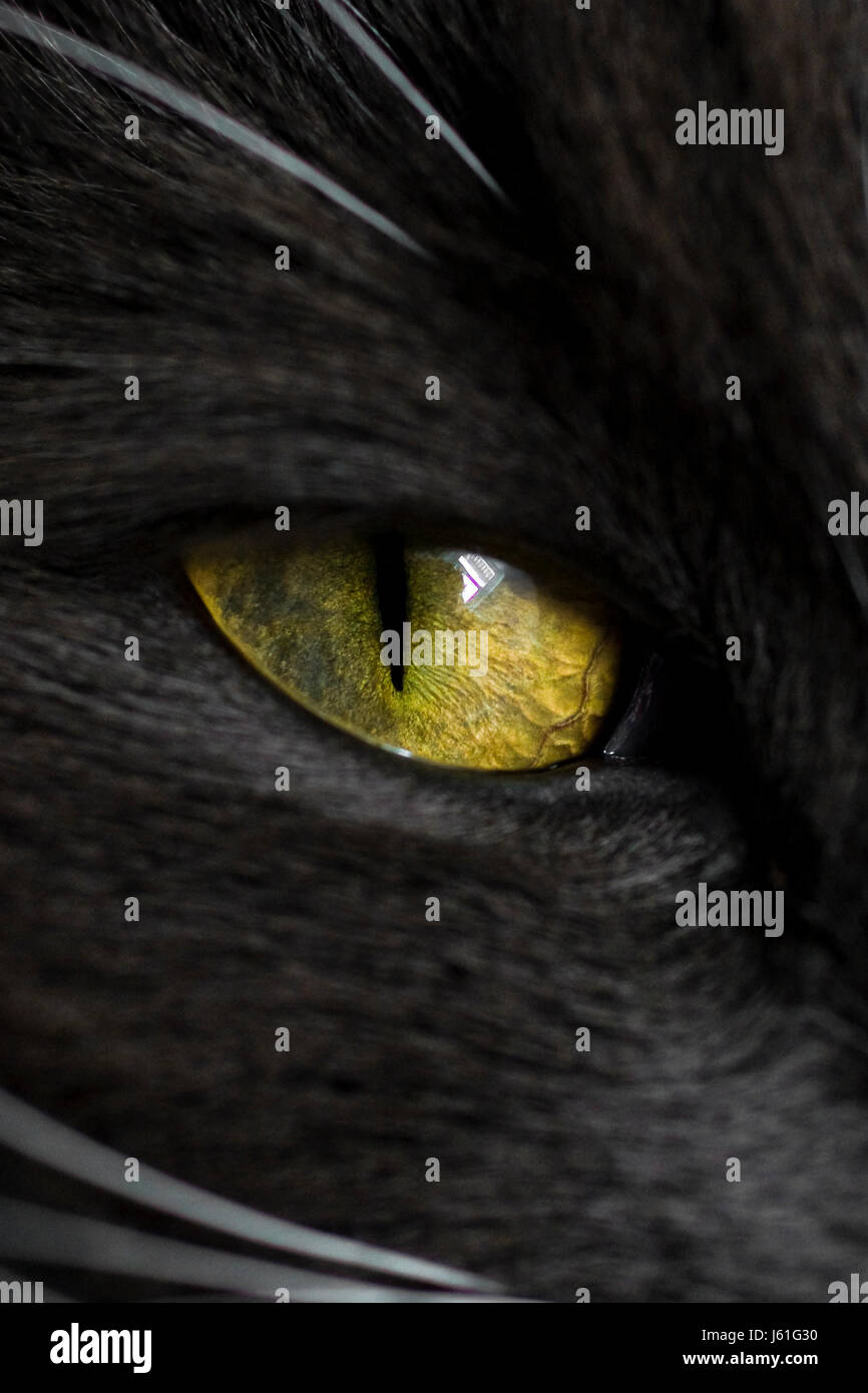 eye organ predator frowningly menacing mystic pussycat cat domestic cat ...