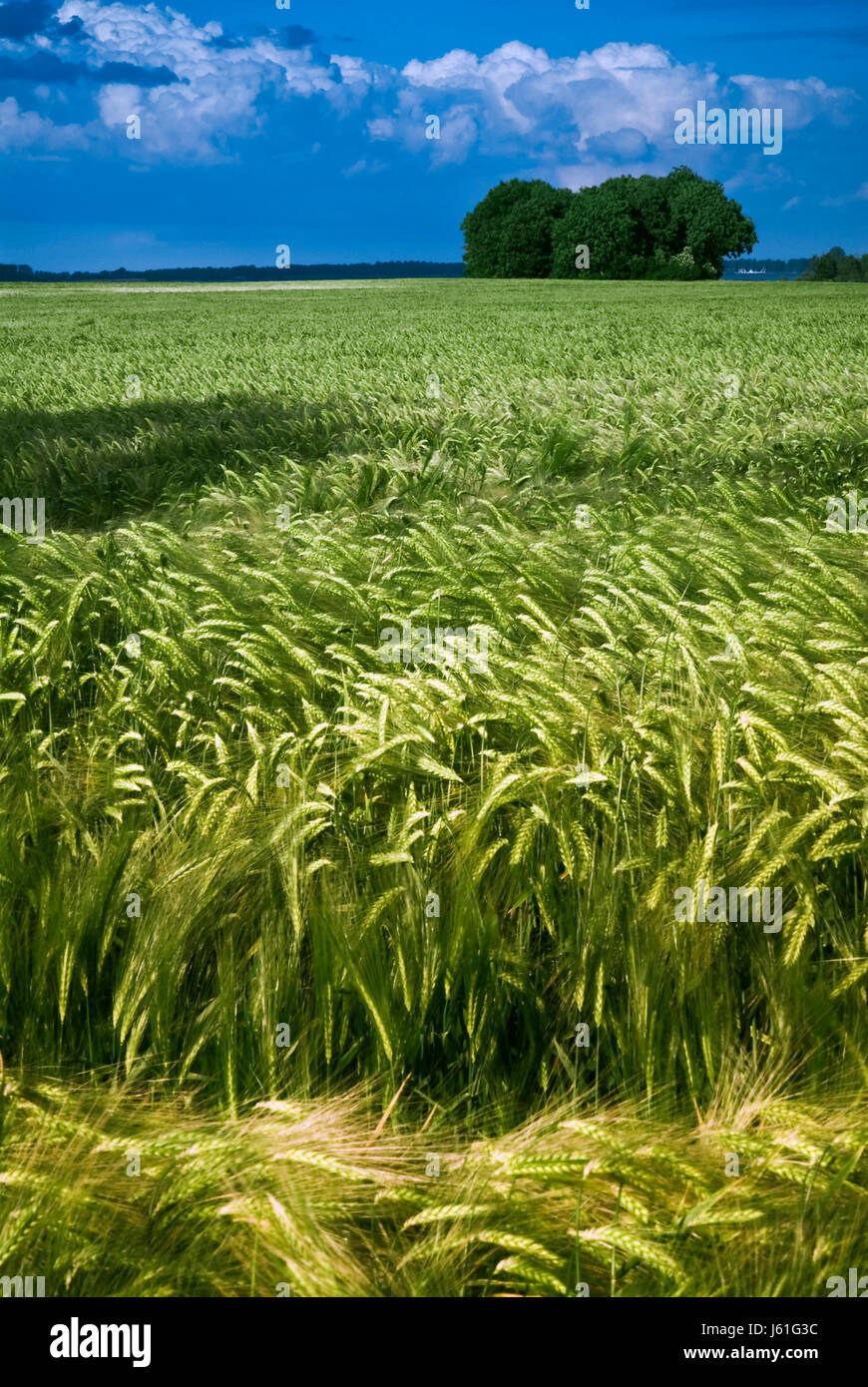 agriculture farming field wheat wheat field crops germany german ...