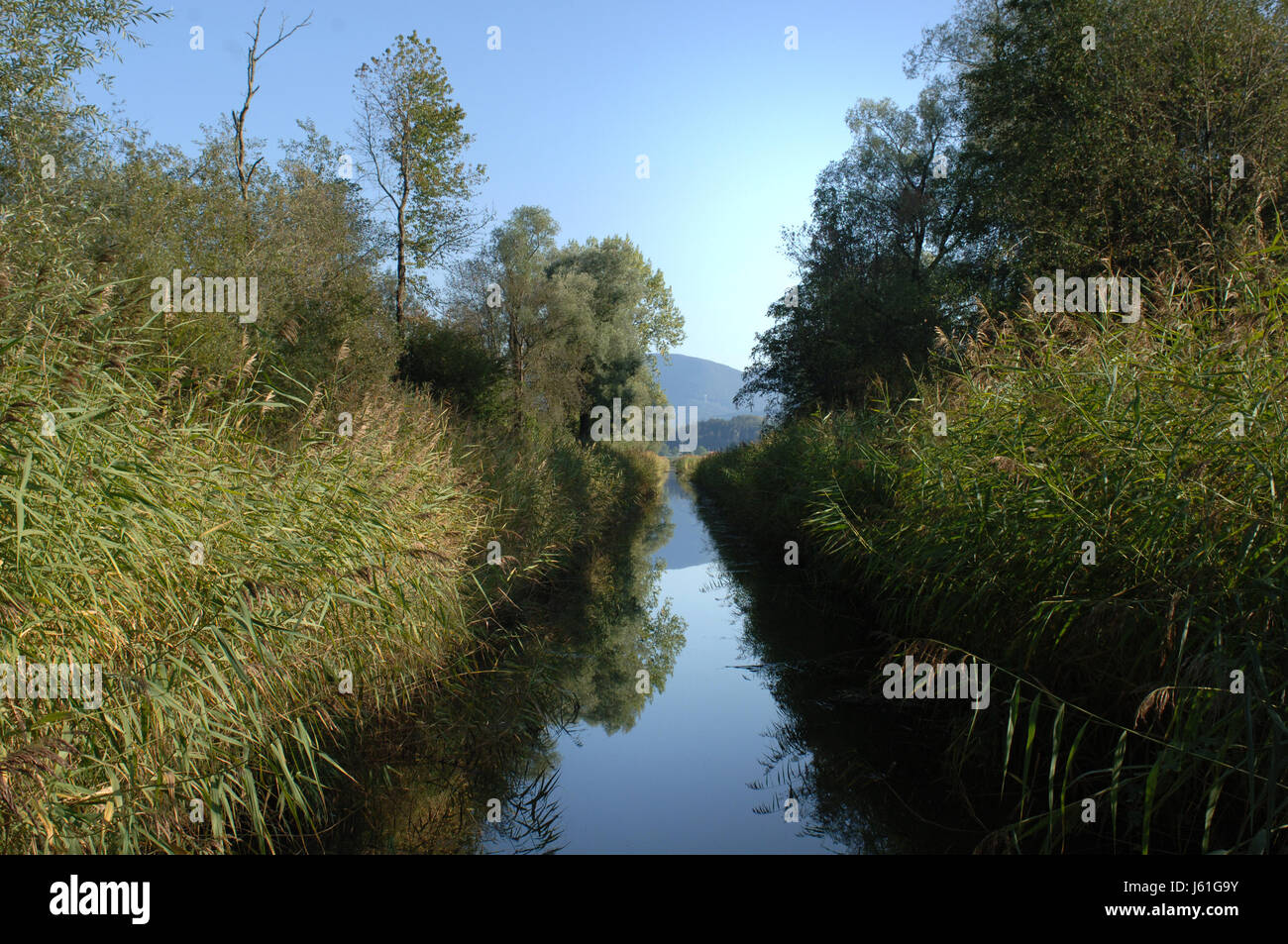 reed landscape am chiemsee Stock Photo - Alamy