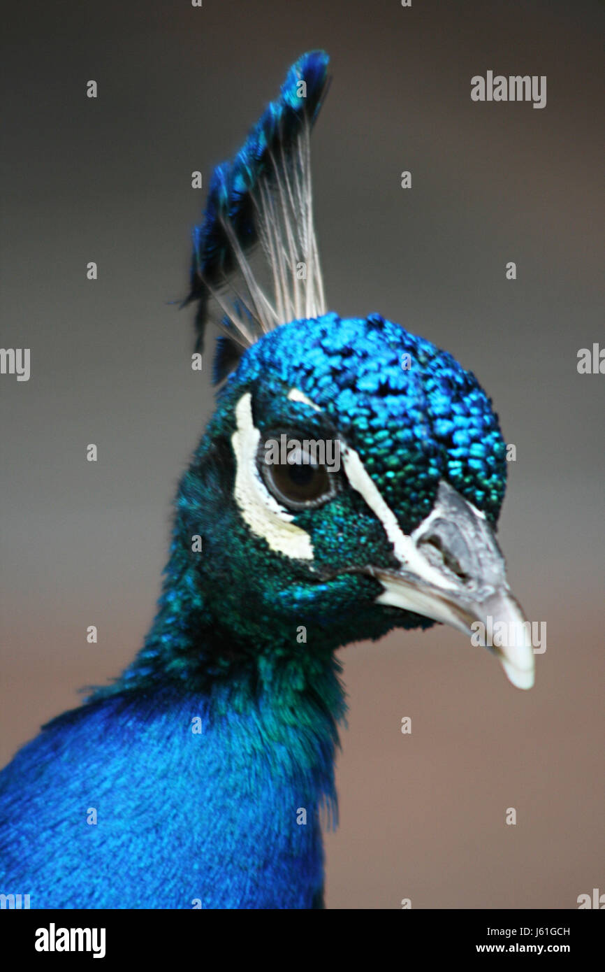 blue bird portrait birds beak peacock colour iridescence beaks colors ...