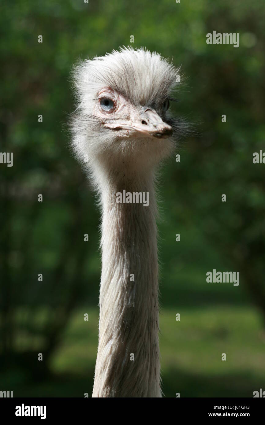 Long necked birds hi-res stock photography and images - Alamy