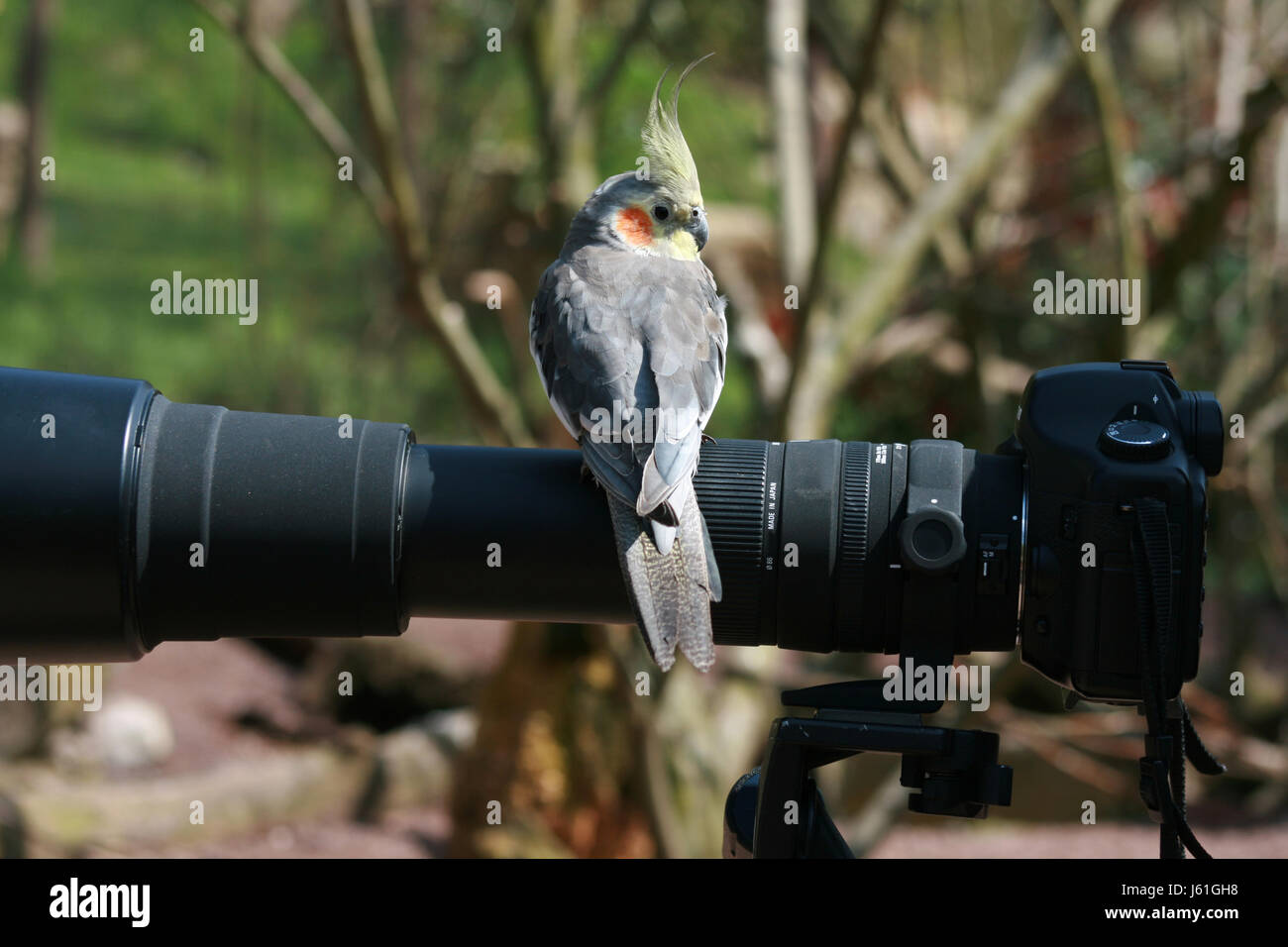 photo camera telephoto cockatiel pet bird fauna birds witty near ...