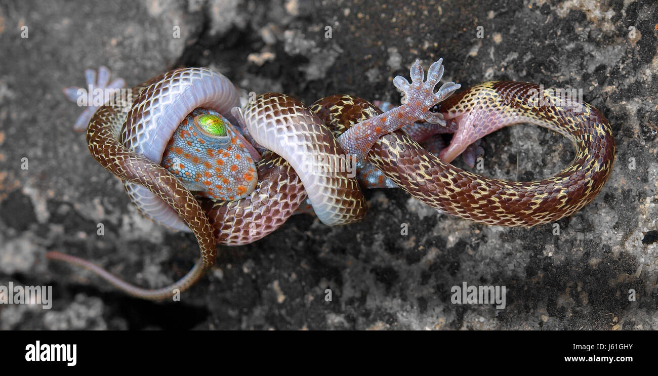 fight fighting saurian to gorge engulf devour snake outlive survival ...