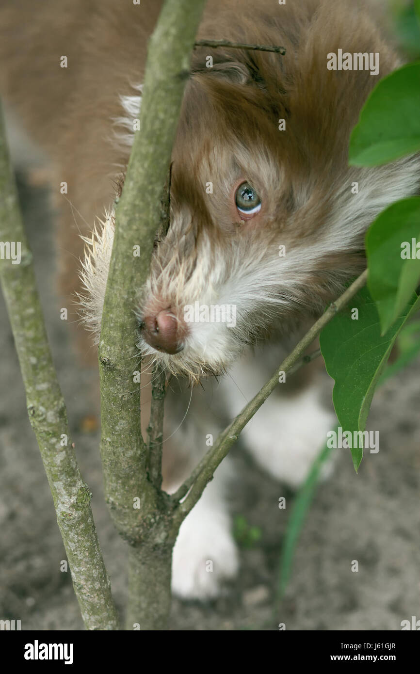tree branches dog branch puppy eating eat eats nibble nibbling nibbles ...