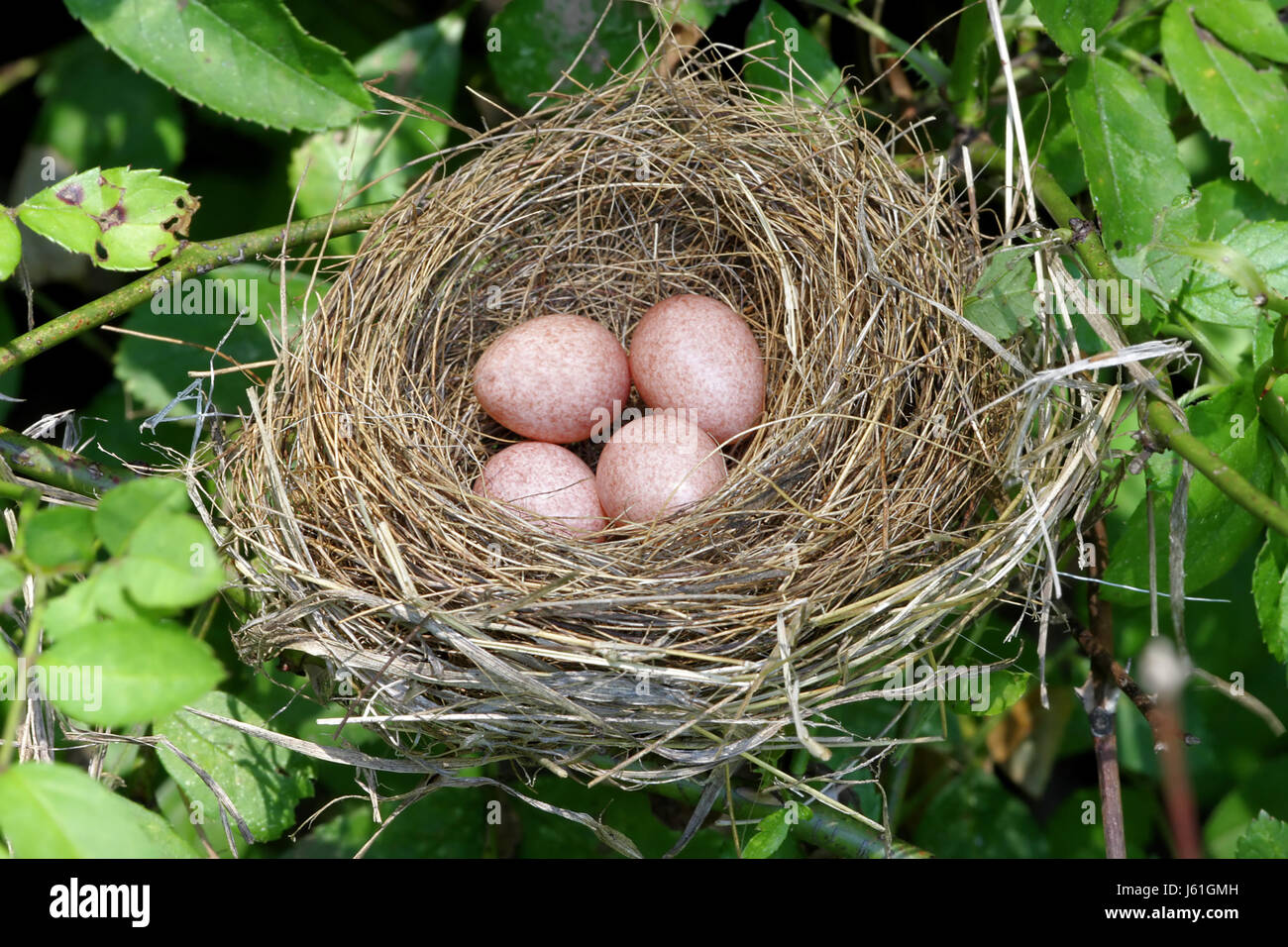bird wild nest wildlife cub baby egg nature birth childbirth ...