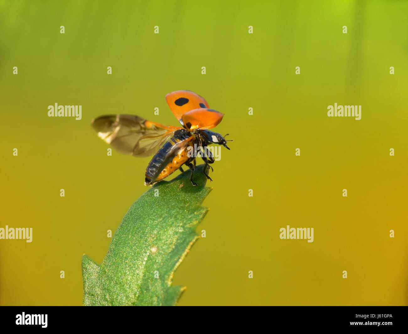 Straight wing hi-res stock photography and images - Alamy