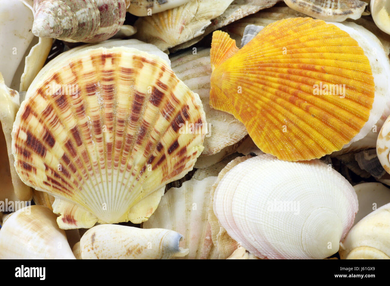 animal seashell salt water sea ocean water backdrop background shells ...