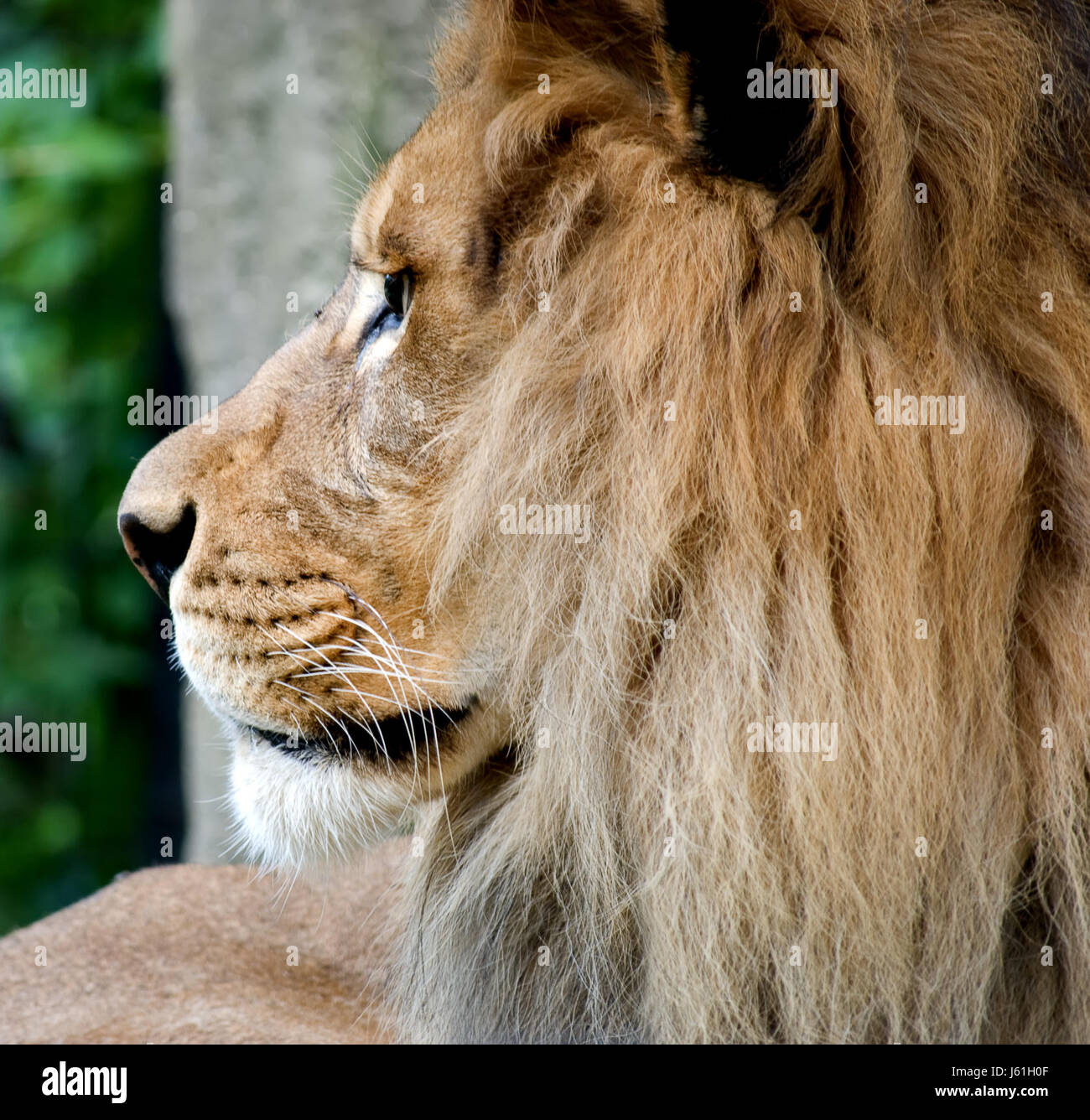 animal male masculine lion cat big cat feline predator fur wildlife ...