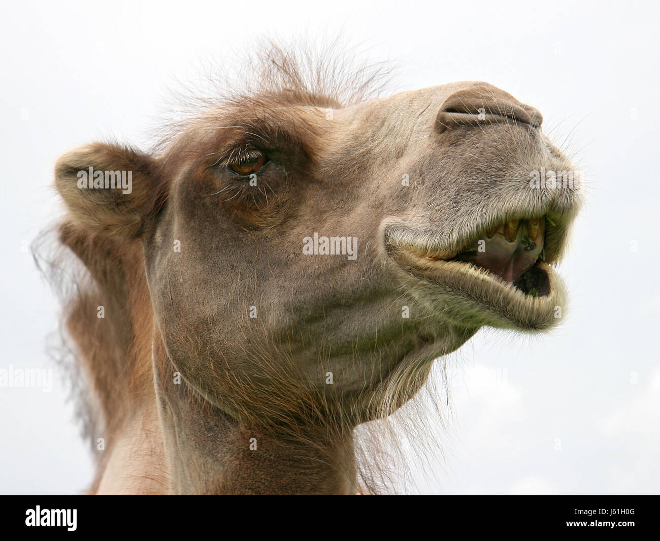 say again camel Stock Photo - Alamy
