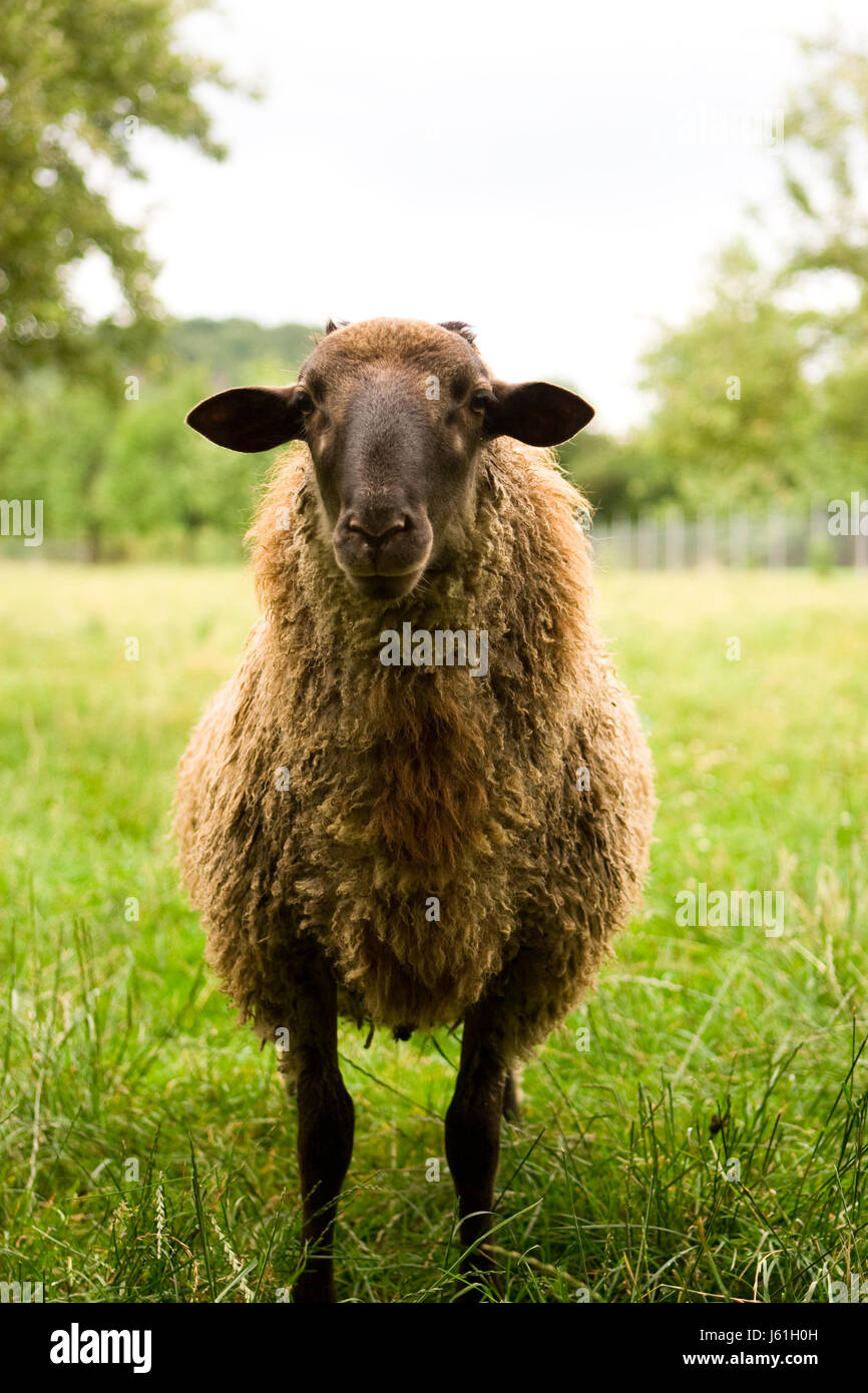 animal agriculture farming sheep farm innocent meadow grass lawn green ...