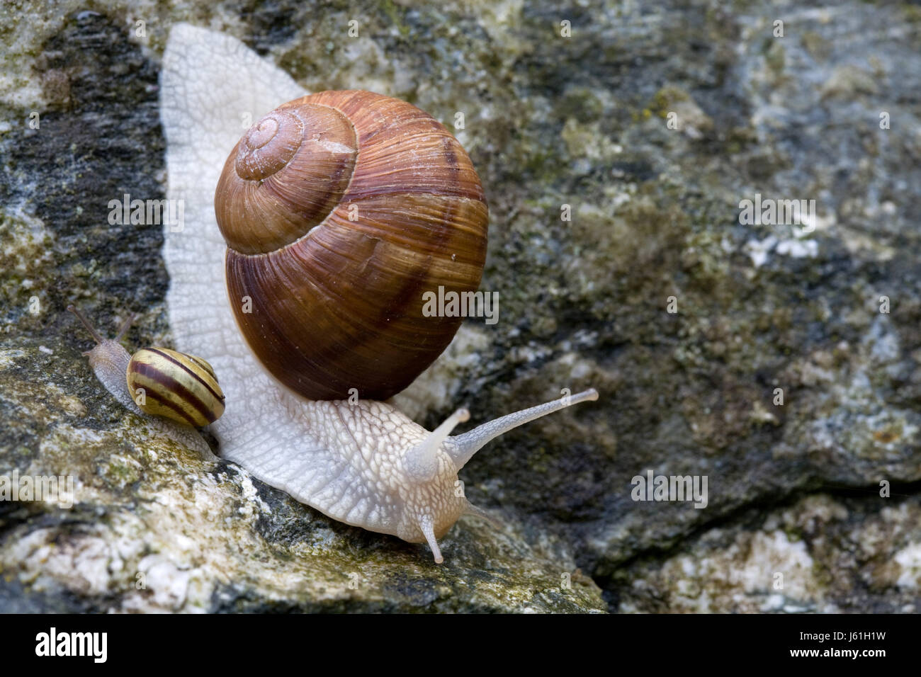 rock escargots edible snail snail shell crawler stones small tiny ...