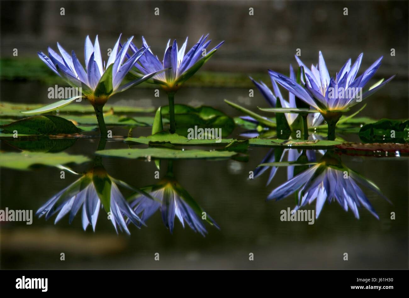 magic flowers 2 Stock Photo - Alamy