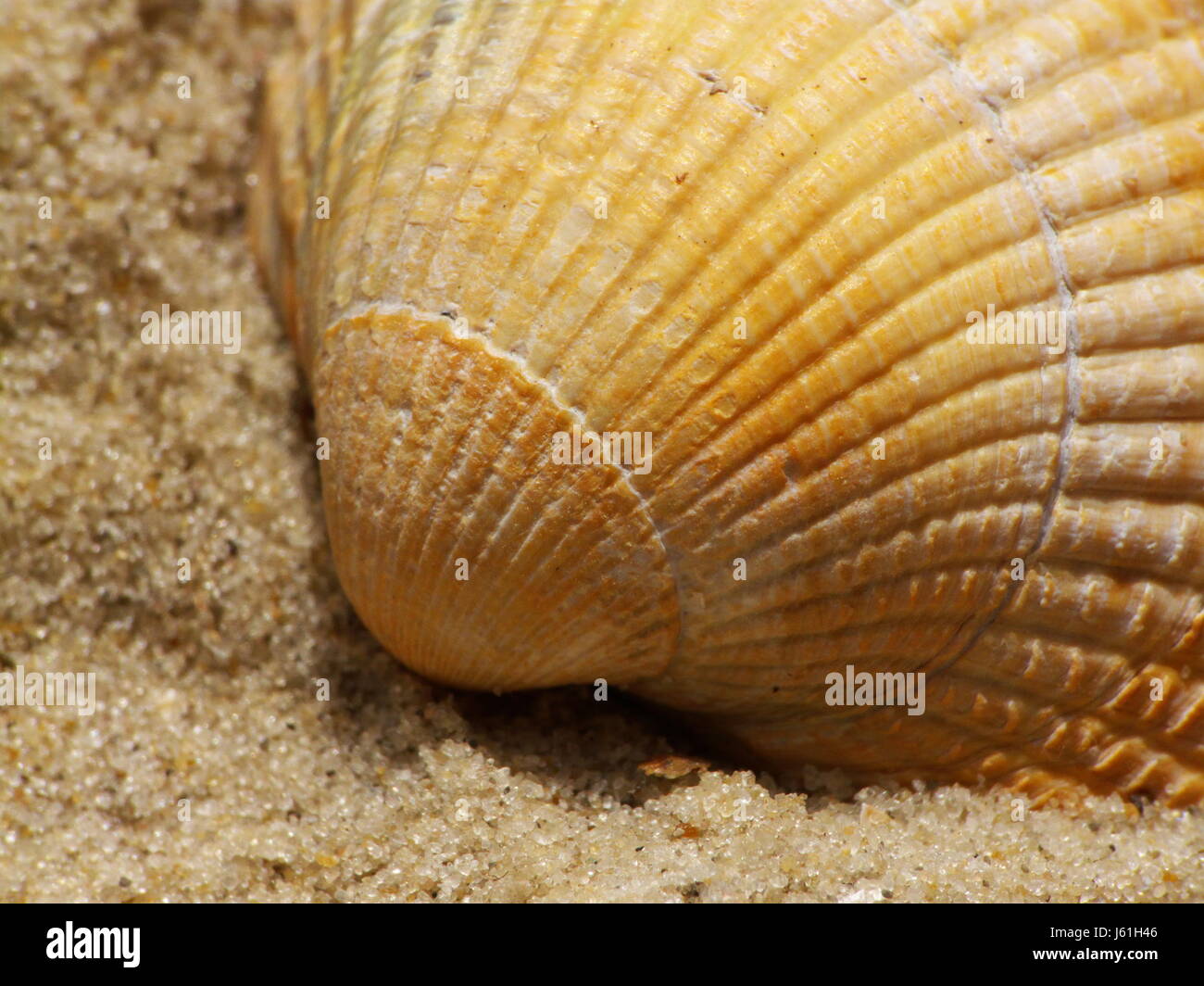 water north sea salt water sea ocean shell sea animal macro close-up ...