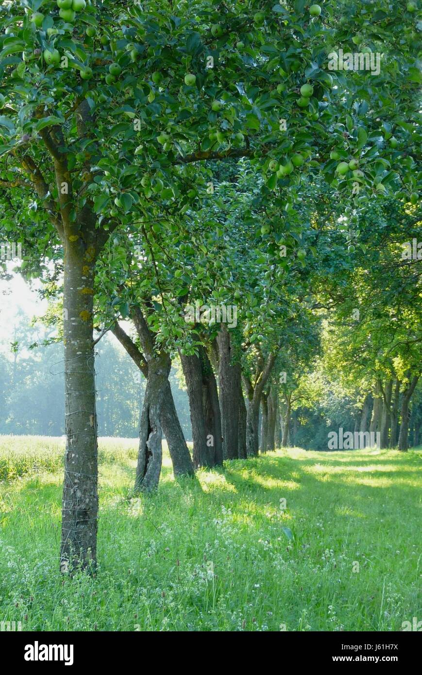 tree garden green summer summerly apple tree apples apple day in summer ...