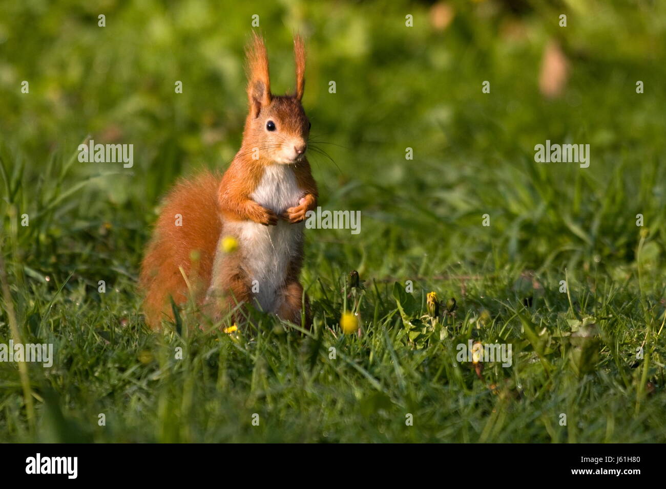 watchful squirrel observing meadow grass lawn green rodent cute stand ...