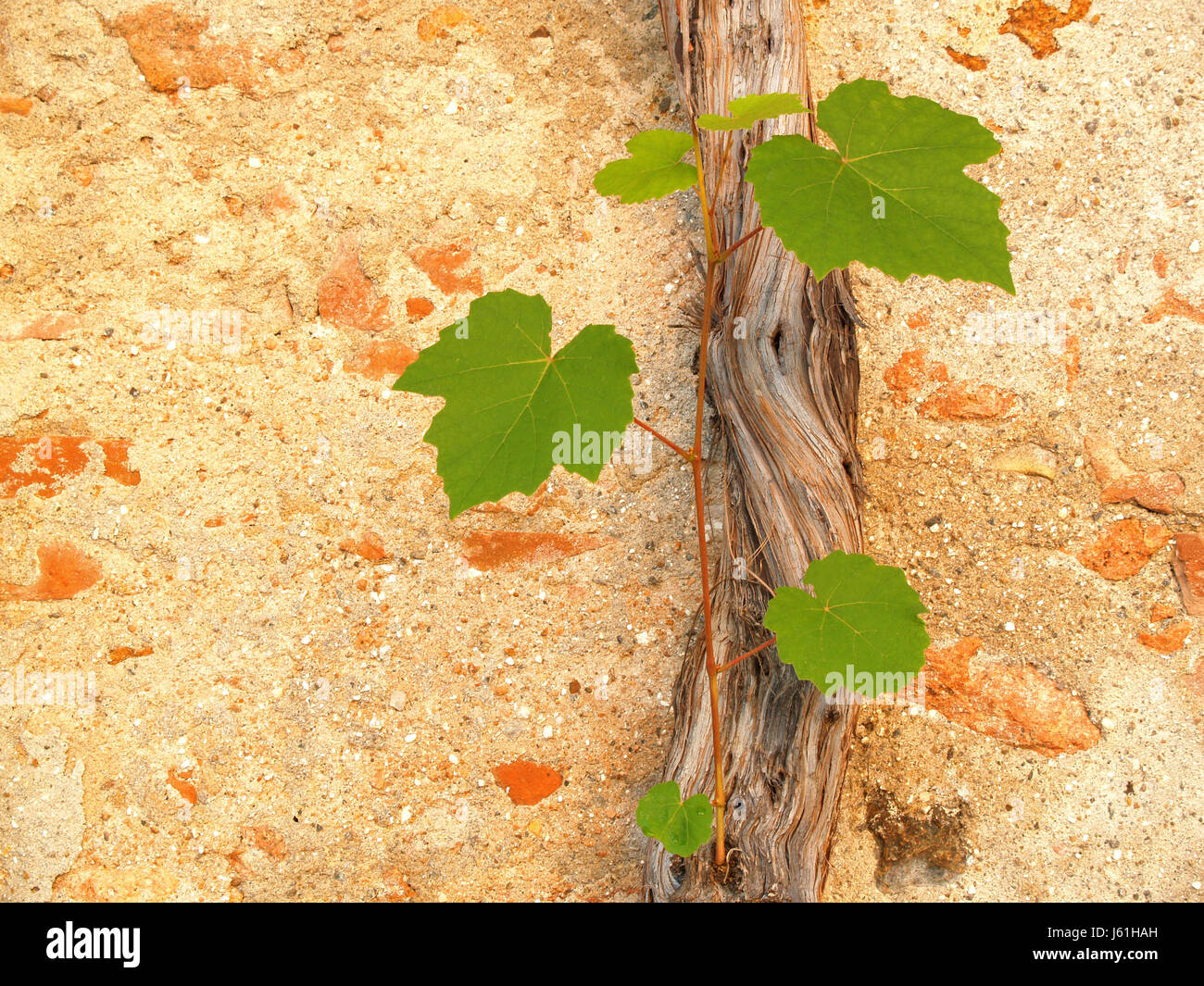 environment enviroment leaves tendrils vine grape vine grape-vine plant ...