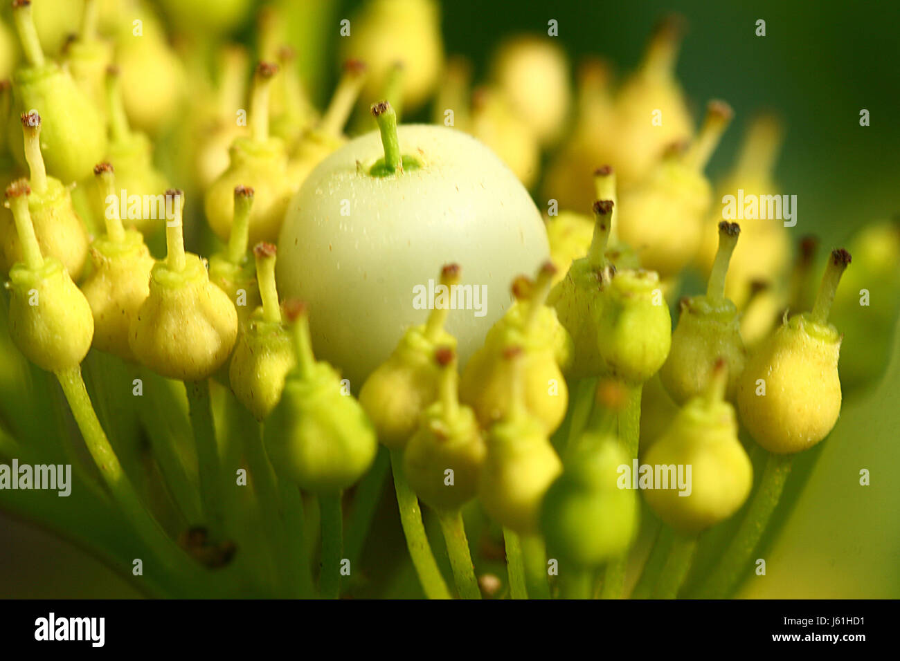 Precocious fruit hi-res stock photography and images - Alamy