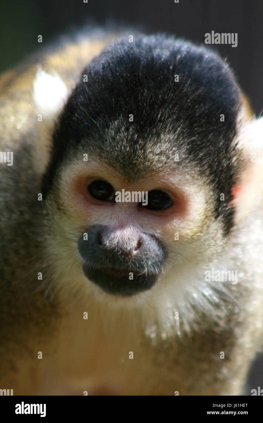 Skull monkeys hi-res stock photography and images - Alamy