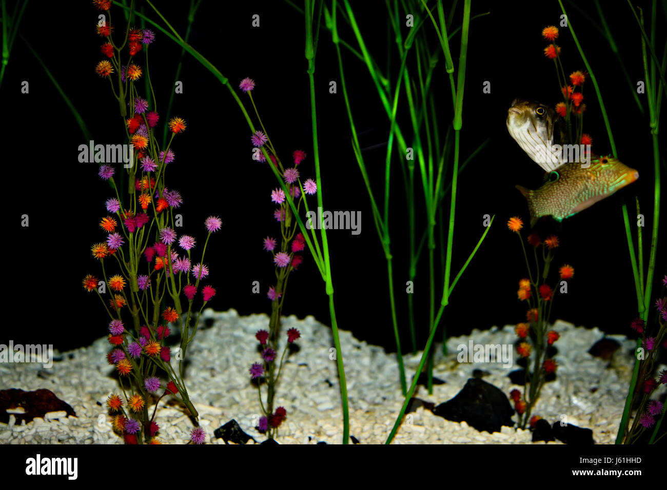 aquarium aquatic plant pisces aquarium aquatic plant pisces sdseefisch ...