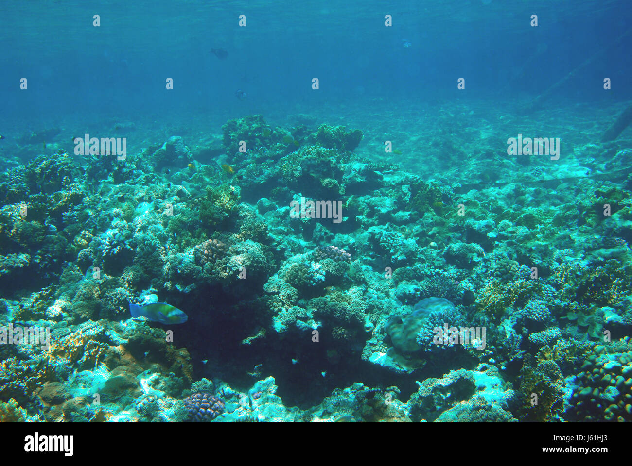 underwater biotop reef salt water sea ocean water fish rock underwater ...