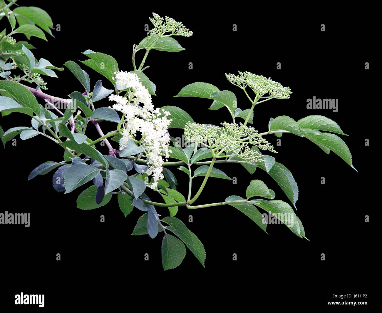 elderberry branch black Stock Photo - Alamy