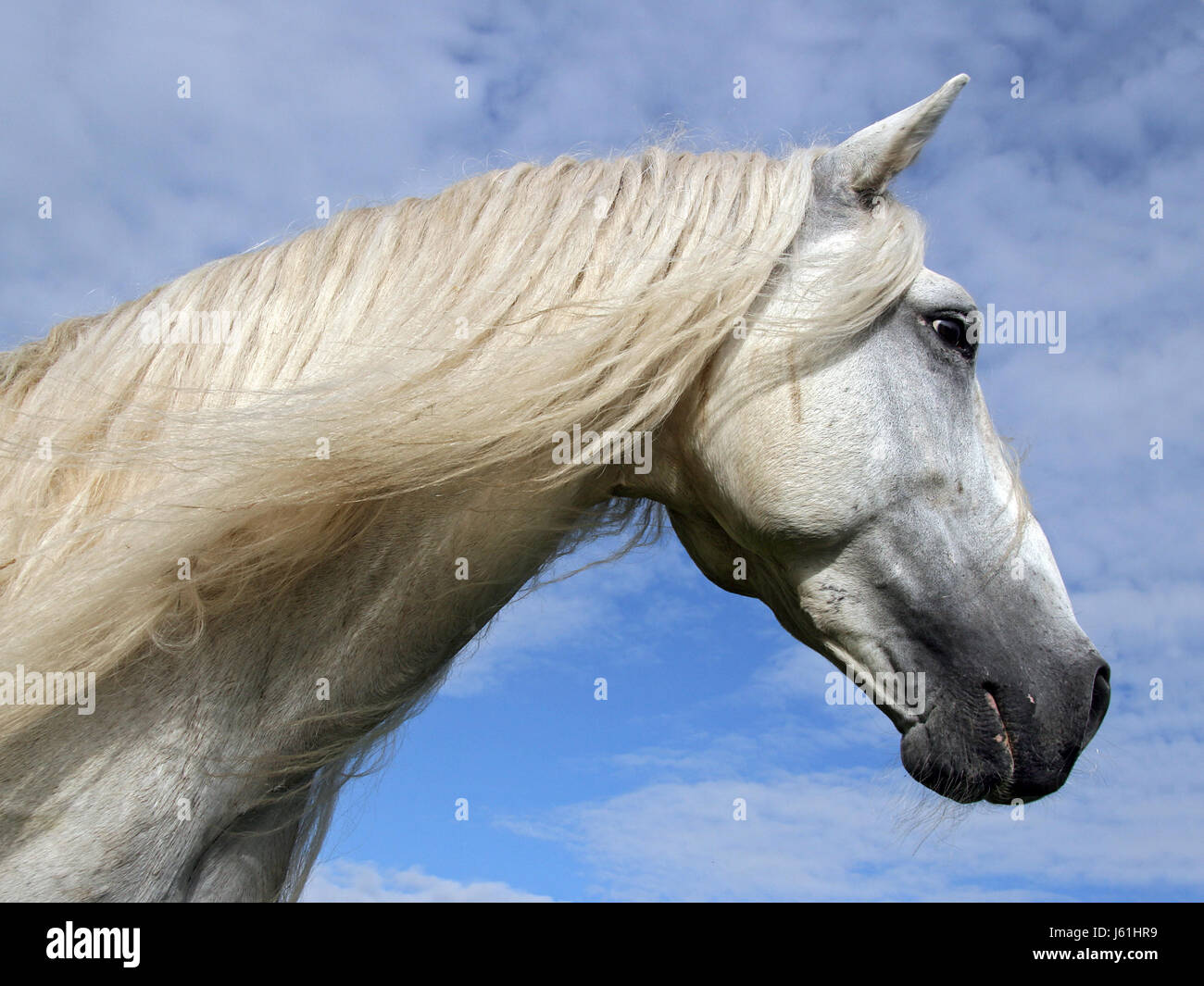 Horse Head Side View