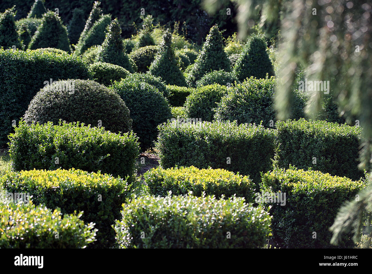 Baumschulanzucht hi-res stock photography and images - Alamy