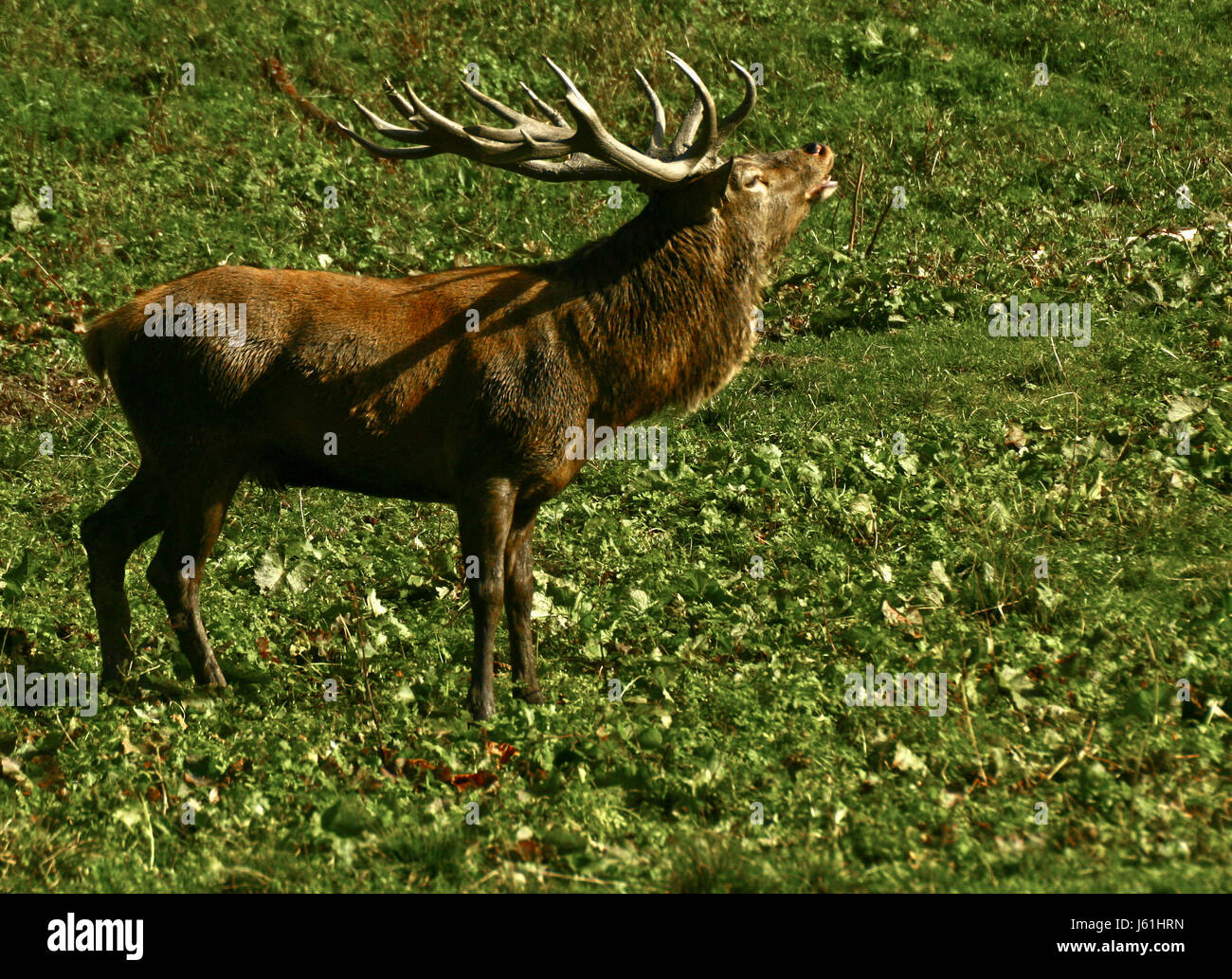 deer hart stag conservation of nature horns deer emperor king hunting chase Stock Photo - Alamy
