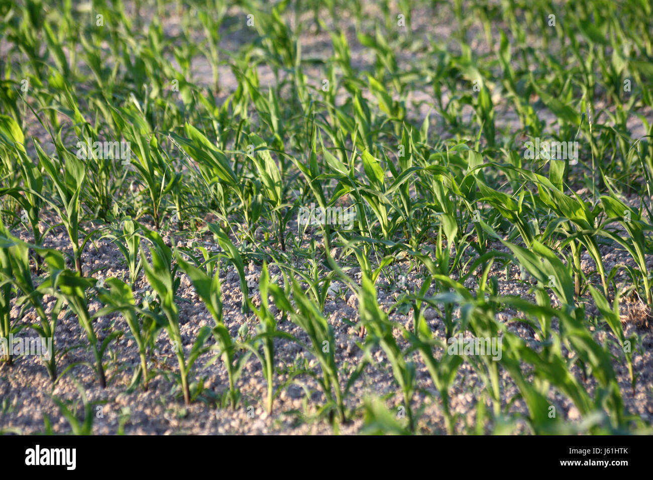 agriculture farming corn fodder cornfield young younger green ...