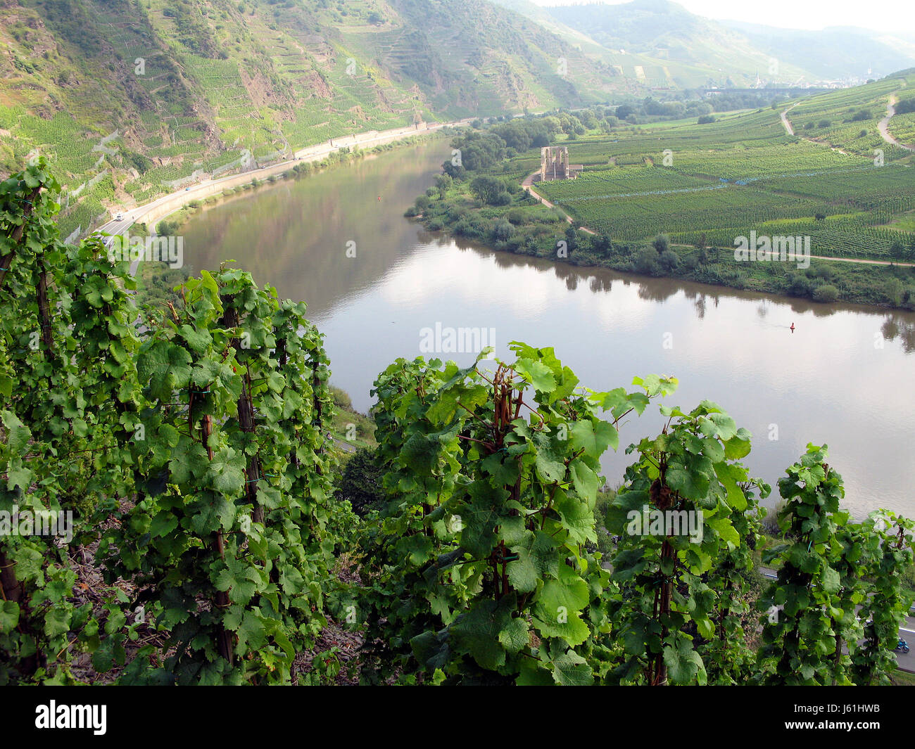 vineyard mosel vines viticulture calmont stuben riesling bremm ediger ...