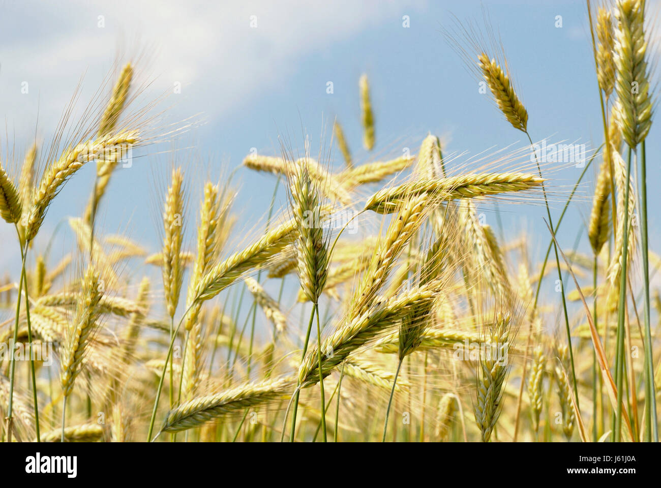 bucolic summer summerly wheat corn field growth harvest grain cereal ...