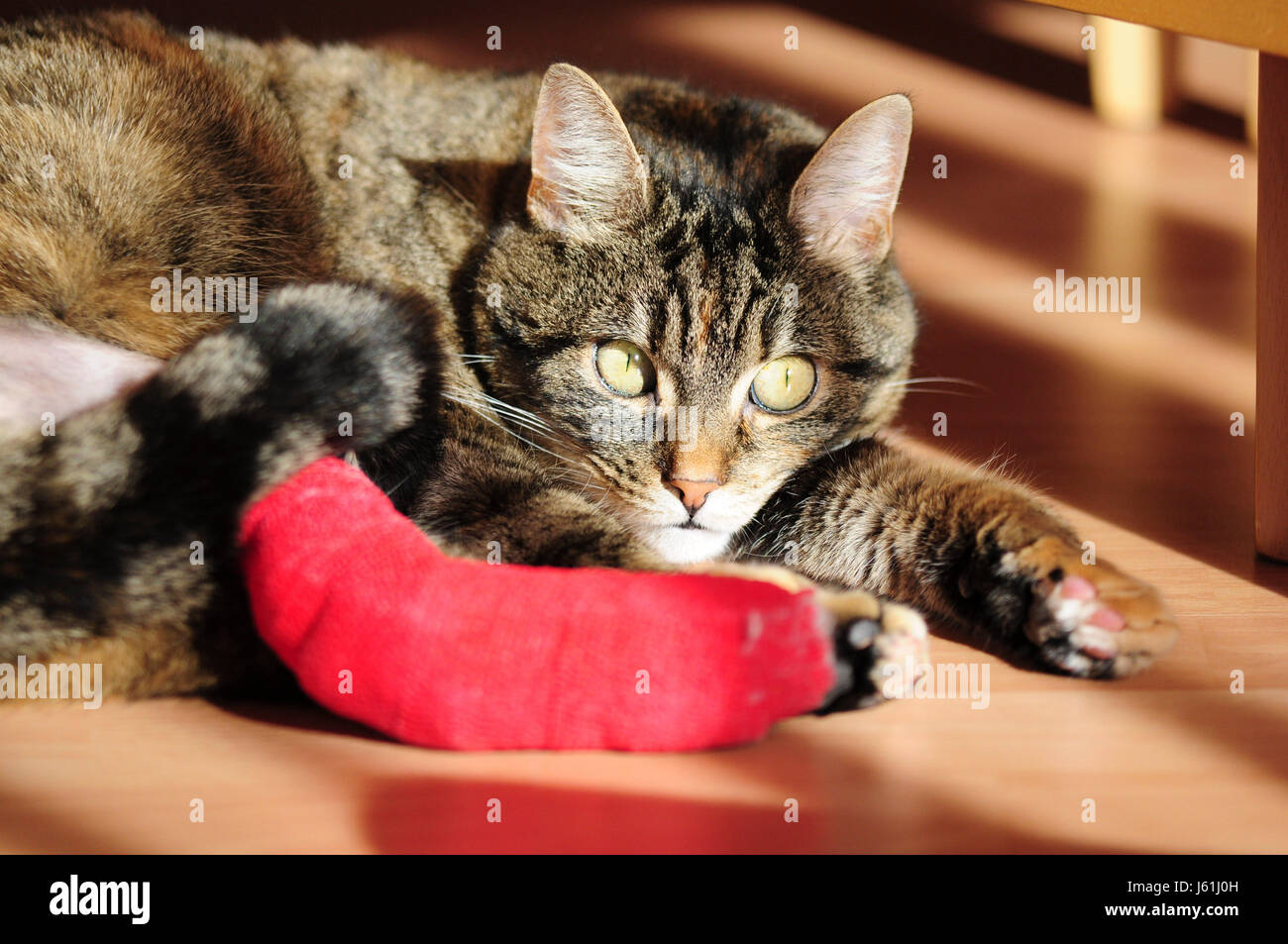 Yomi hi-res stock photography and images - Alamy