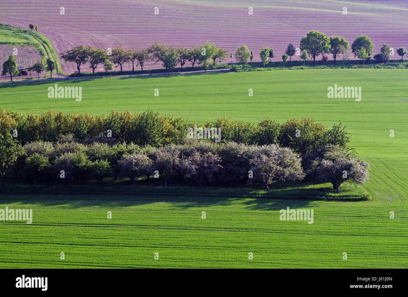 beginning of the spring Stock Photo - Alamy