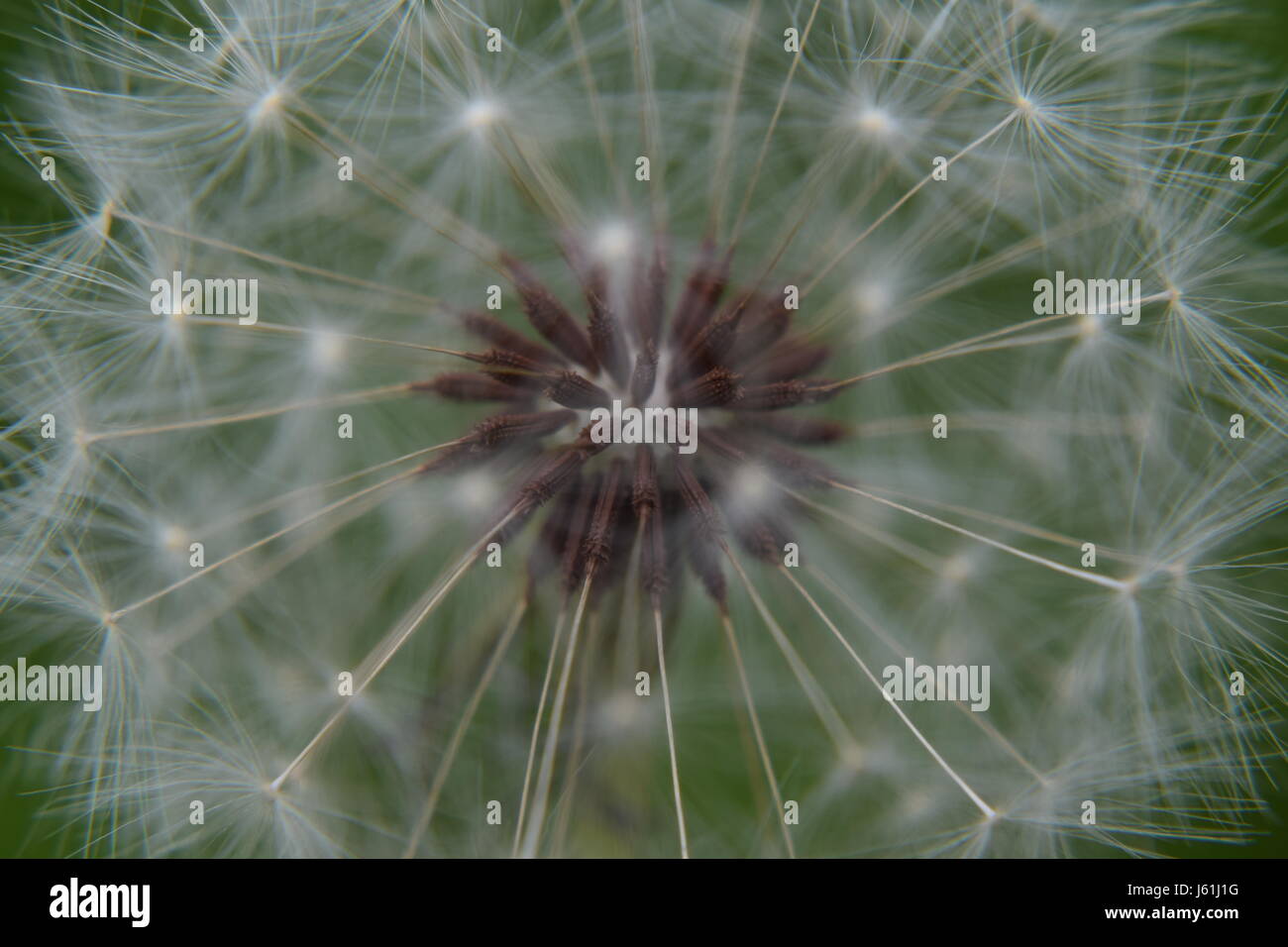 Puffball flower hi-res stock photography and images - Alamy