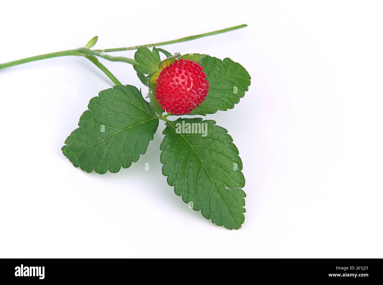 wild strawberry 01 Stock Photo - Alamy