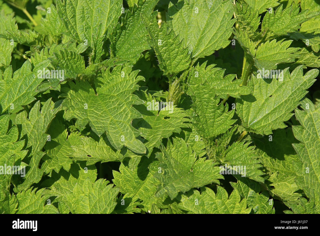 leaf stinging nettle medicinal plant nettle format-filling plant leaf ...